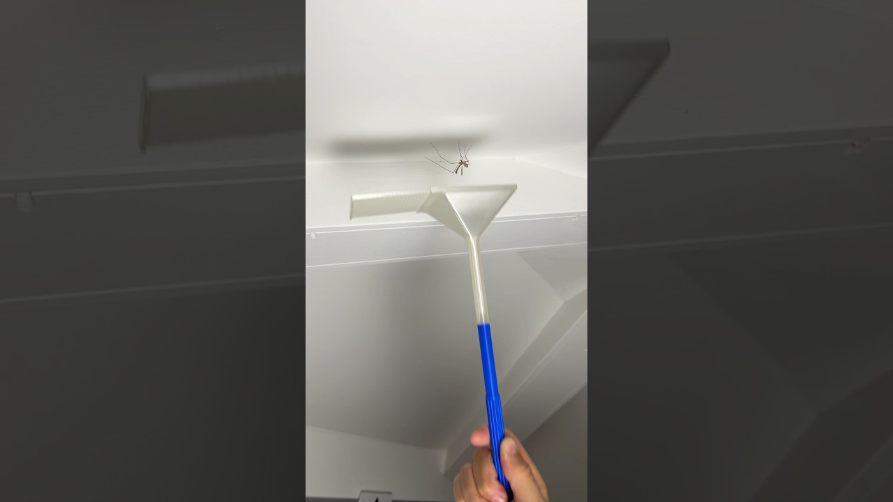 Insect catcher🪰🕷️🤩#layerworks #insects #spider #catch #3dprinting Makerworld model number: 403710