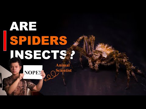 Why Spiders Are NOT Insects and Here Is How to Differentiate Them. Spiders are arachnids.