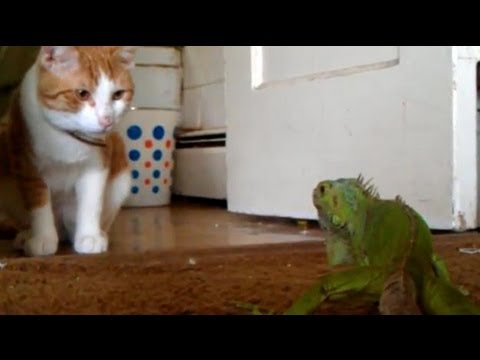 An Angry Iguana – Lee Duigon