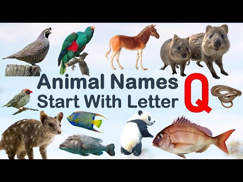 Animal Names starting with Letter Q, Spelling, Picture #vocabulary #animals #explore #animalslover