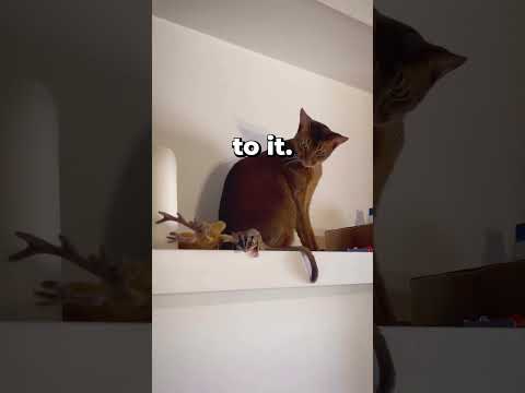 Cat's Hilarious Reaction To A Sugar Glider's Flight 😂