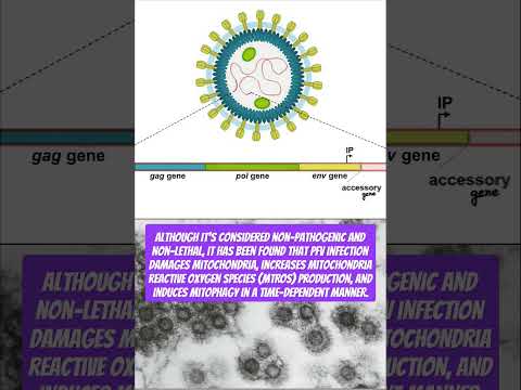 Retroviral Foamy Virus induces Parkin-dependent mitophagy. #cellsignaling #virology
