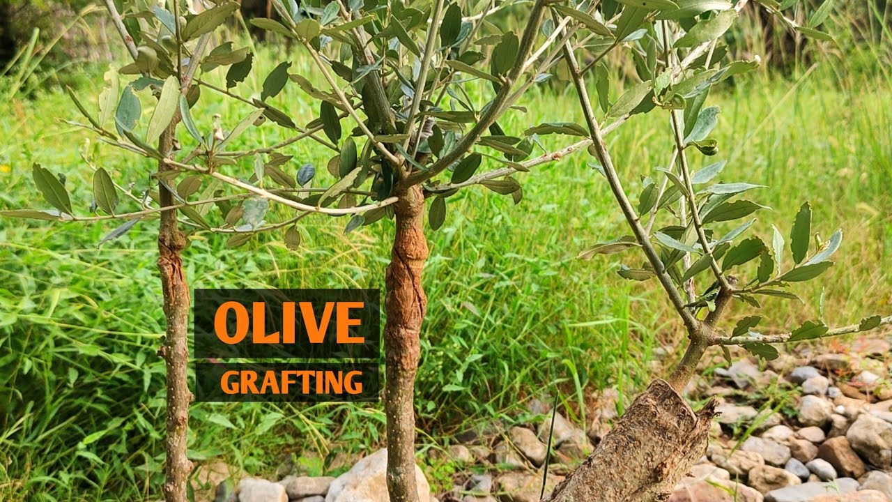 Grafting olive trees in spring