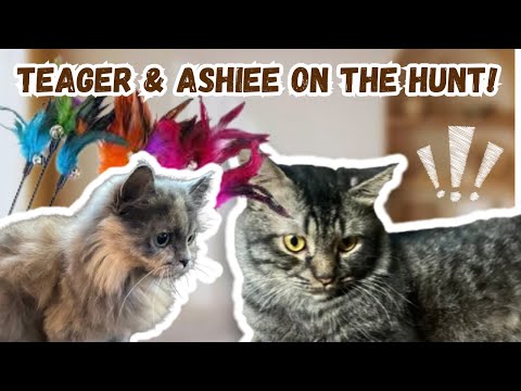 The Truth About Cat Play | Teager & Ashiee Teach Us Why