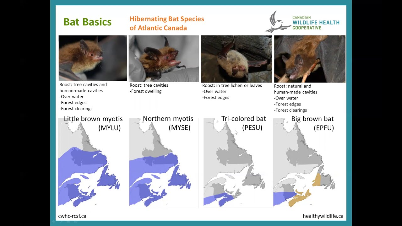 Bat Basics