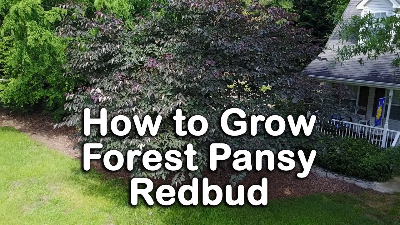 How to grow Forest Pansy Redbud (Purple Foliage - Pink Flowering)