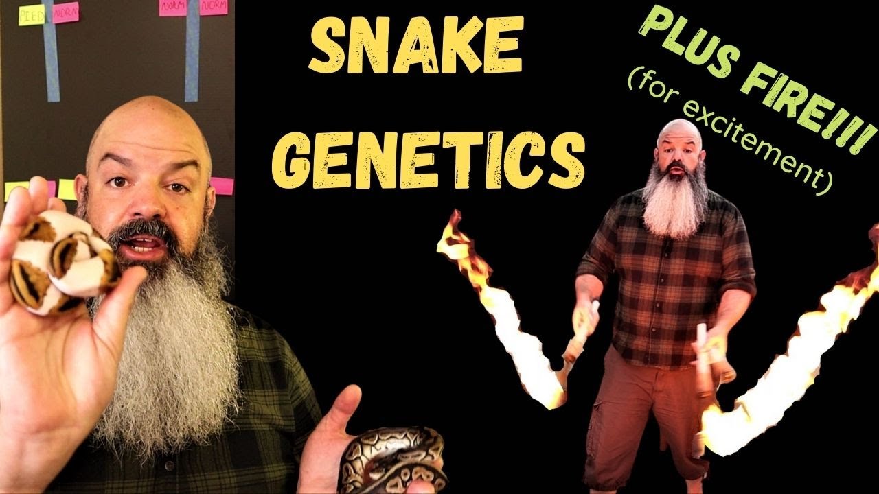 Recessive Genes Explained + Snake Unboxing!