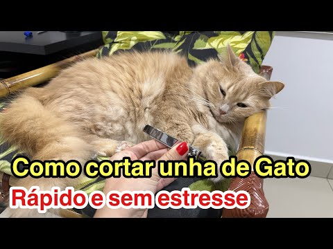 COMO CORTAR UNHA de GATO RÁPIDO e SEM ESTRESSE - DICAS QUE USO e FUNCIONAM