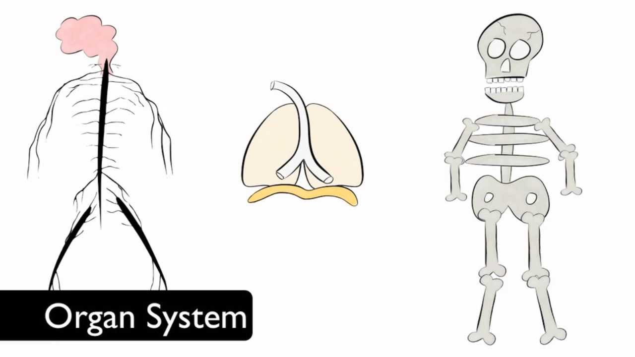 Levels of Organization