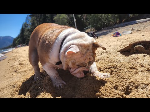 BEST Dog FRIENDLY BEACH in California South Lake Tahoe. Recommend 10/10