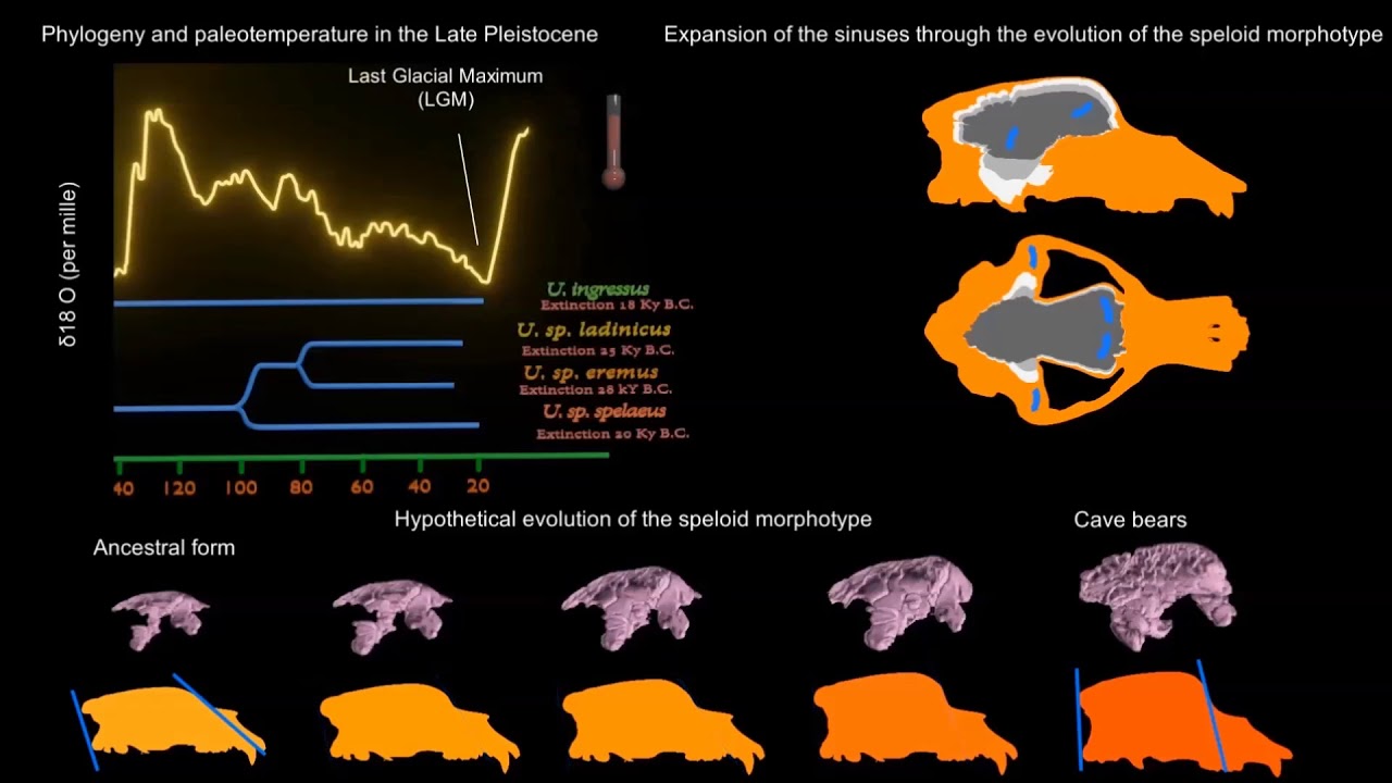 Un estudio de la UMA desvela por qué se extinguieron los osos de las cavernas