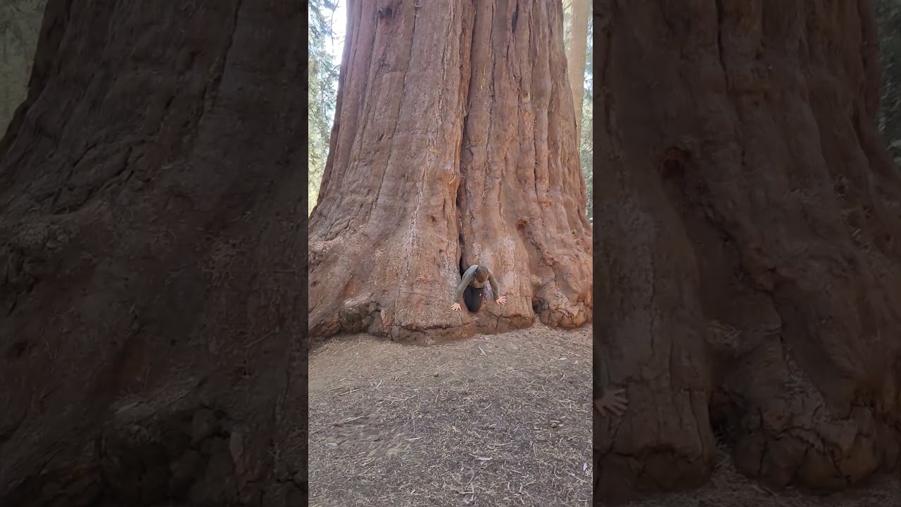 big tree 🌳 gigantic tree house in California
