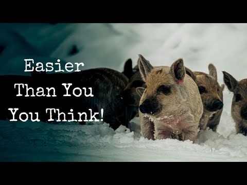 The SECRET on How To Keep Pigs Through Winter on YOUR Homestead