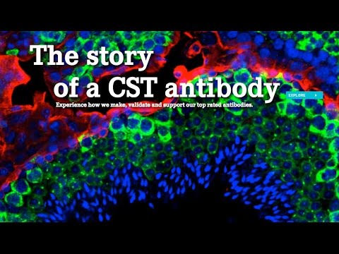 The Story of an Antibody