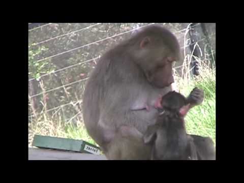 17 RUE Hamadryas Baboons