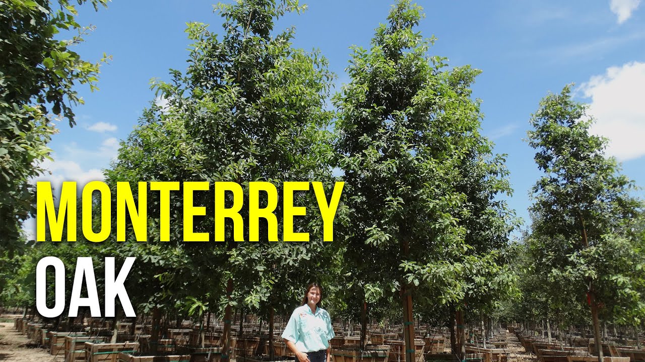 Monterrey Oak