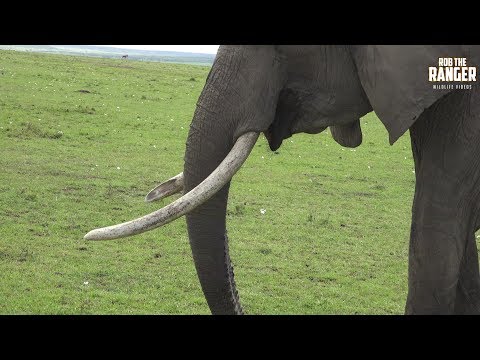 Enjoy These Elephants In The Vast Mara Plains | Zebra Plains