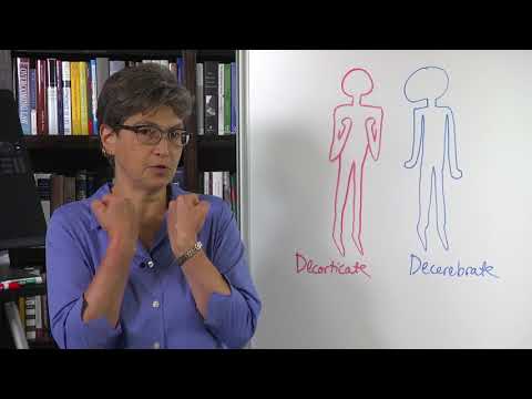 18.3 Postural Control