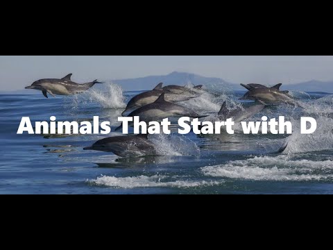 Animals Starting with D