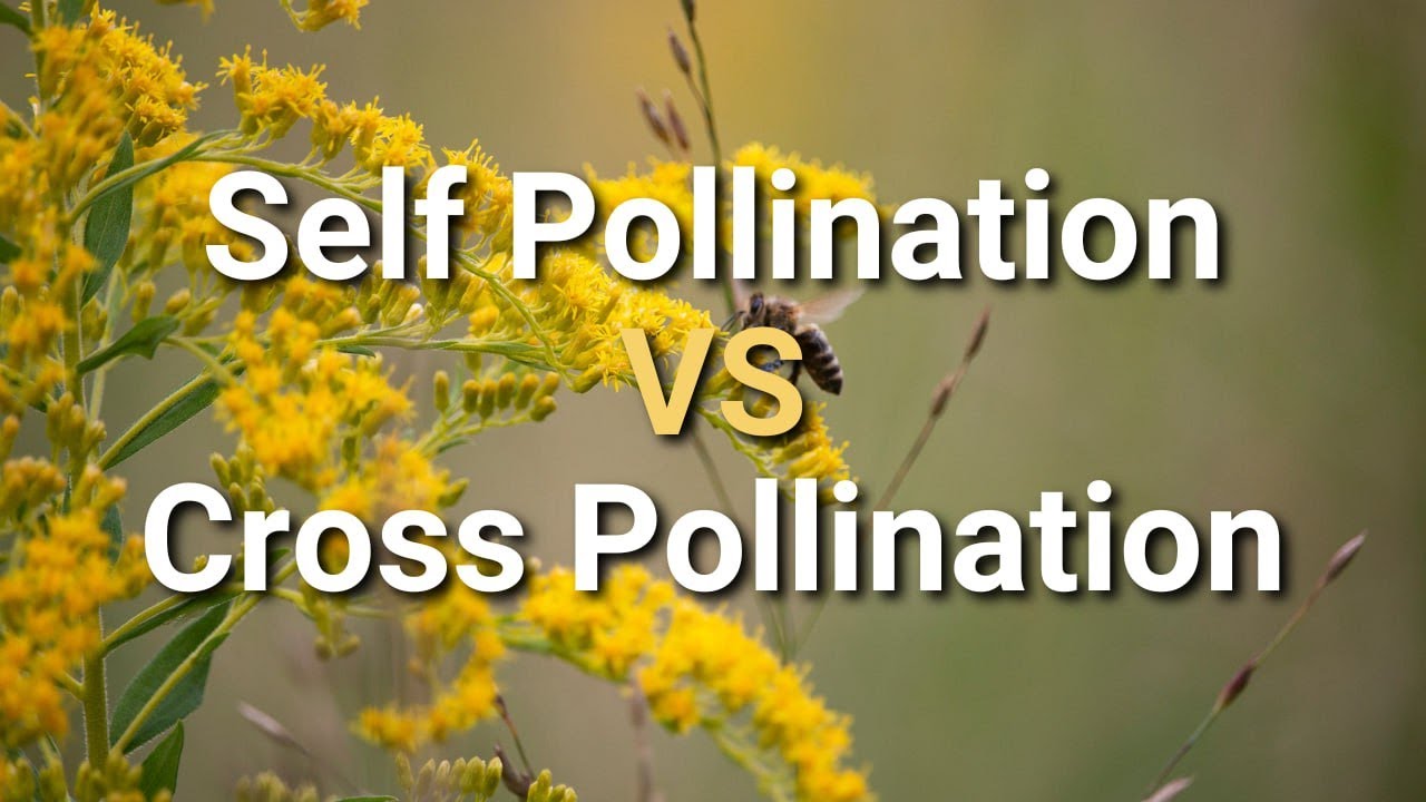 Self-Pollination vs. Cross-Pollination: What’s the Difference?
