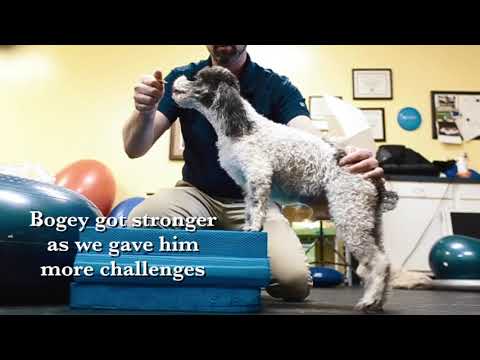 Effective Exercises after IVDD Treatment | It's Possible!