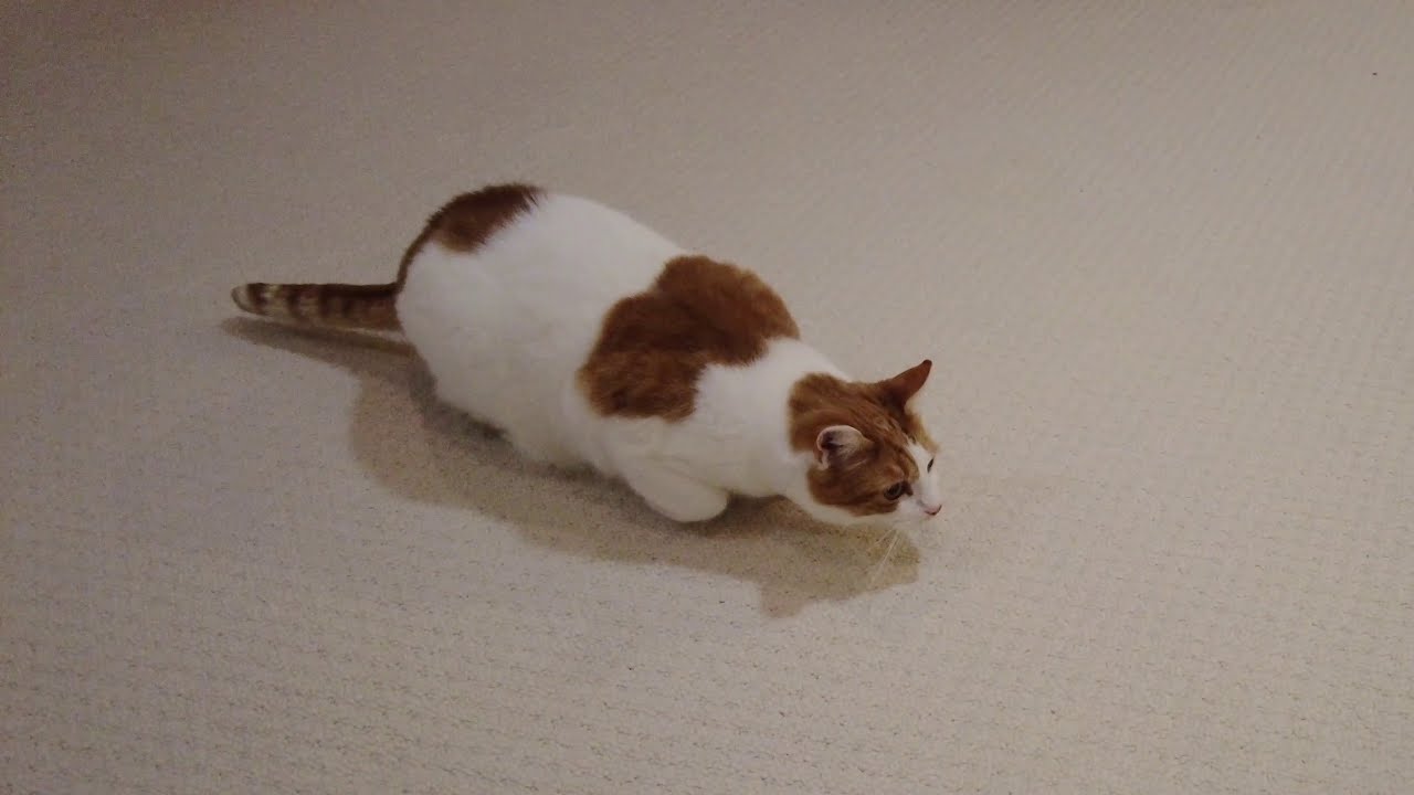 Cat Wiggles Butt Before Pouncing | 4K