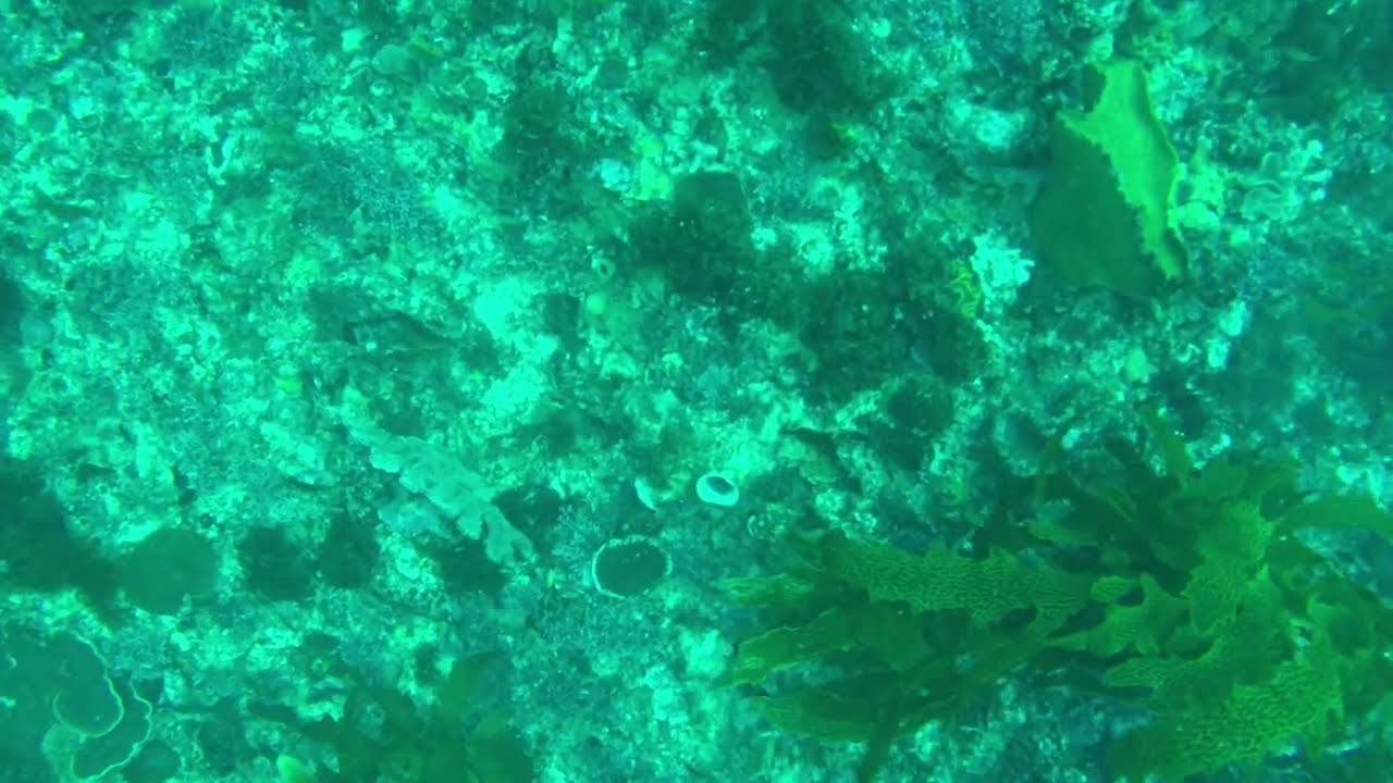 Micro-AUV Hydrus Monitors Complex Reef System