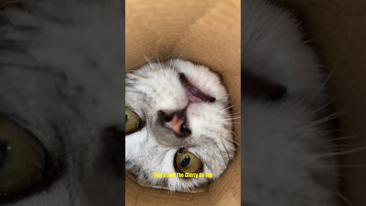 Why Do Cats Love Boxes So Much? 📦 #catsinboxes  #WhyCatsDoThat #felinecomfort  #catbehavior