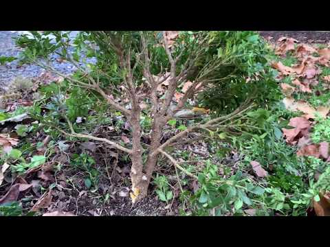Shrubbery!