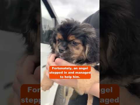 He was found barely able to move, shivering and starving in the snow