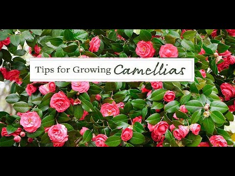 Camellia Planting with Don.B