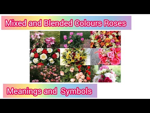 Roses Colour Meanings of Mixed and Blended | Different Colours Bouquet of Roses Symbolize