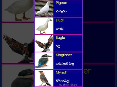 Birds - పక్షులు / Names in Telugu//english//#2 please do subscribe #birds #ytshorts #short #trending
