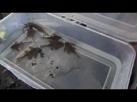 1 month Update on Baby L397 Pleco 4K