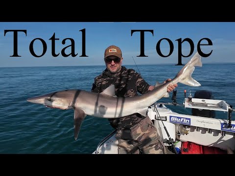 Best Days Tope Fishing EVER!!! - Underwater Tope Action, Pwllheli
