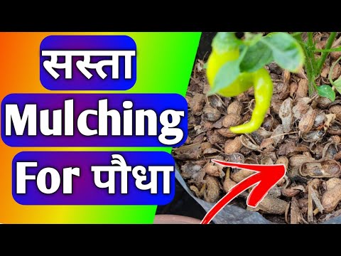 Mulching Materials For Mulch For Free [In Hindi] #gardening