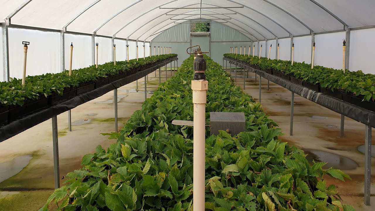 Hop Breeding Program