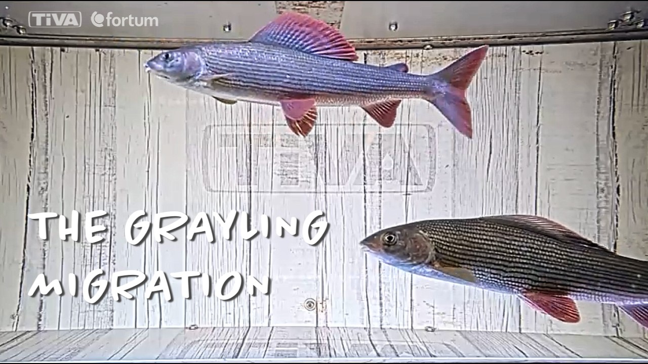 Grayling migration at Spjutmo power plant