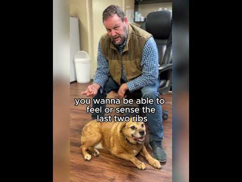 How to Tell if Your Dog is Overweight: Marc Smith, DVM, MS