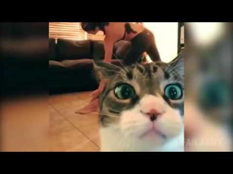 Funny Subtitle Cat