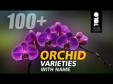 Orchid Varieties with name || orchid flowers with name