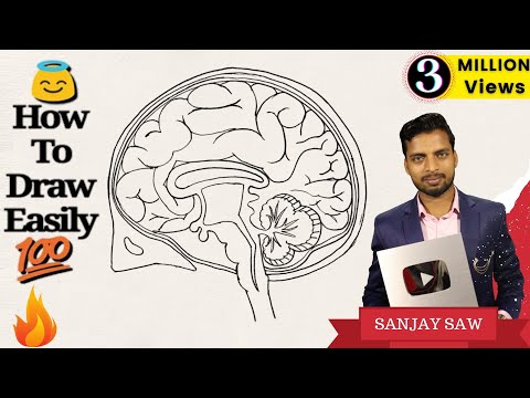 How to Draw Human Brain Step by step for Beginners ! Video Lecture ...
