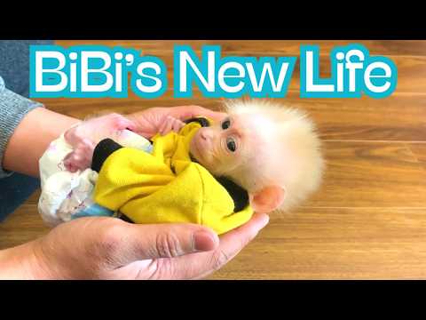 BiBi's Journey From the Forest to a Loving Home