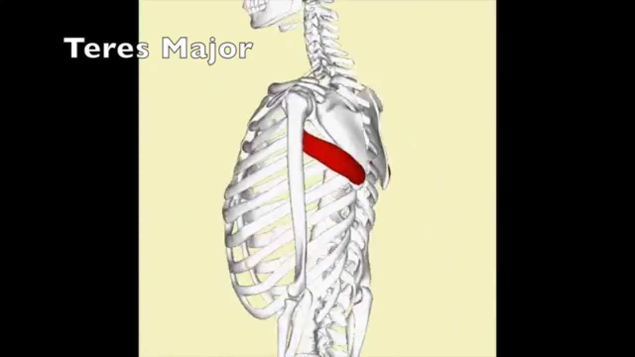 Key muscles that move the arm.
