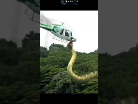 Amazon అడవిలో బయటపడ్డ అతి పెద్ద Snake