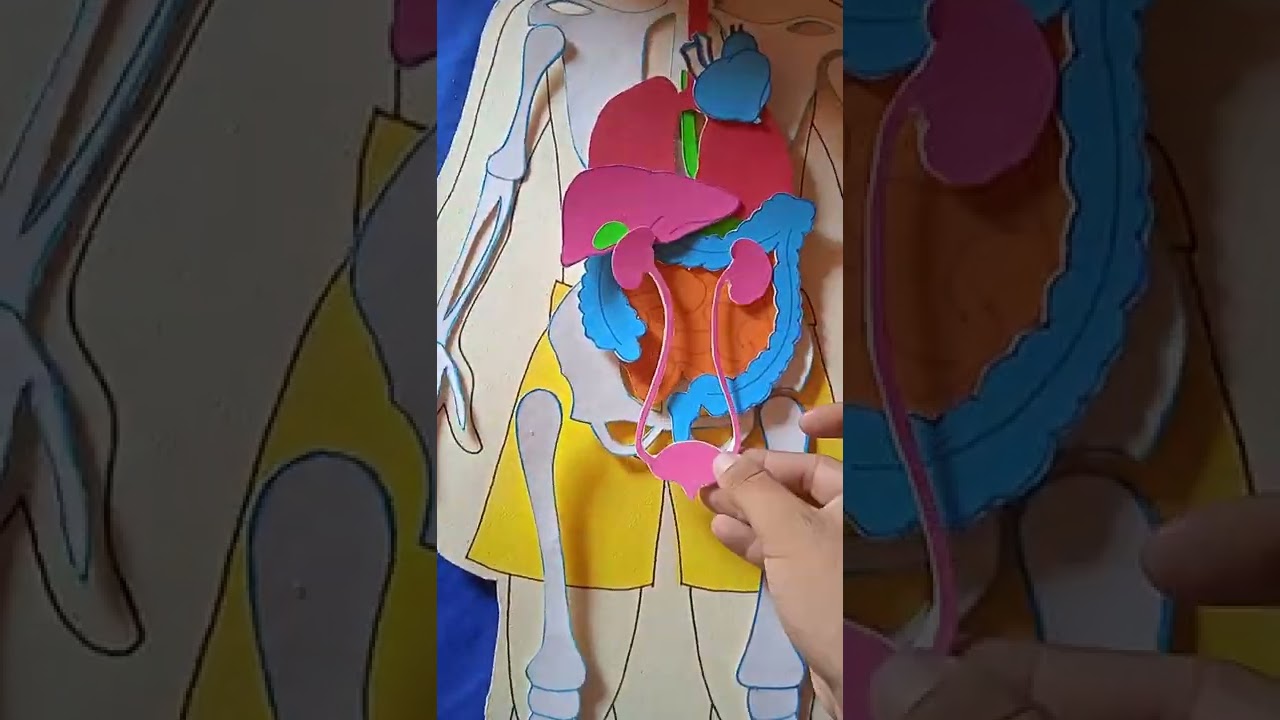 actividad para el aprendizaje de los órganos y huesos del cuerpo humano