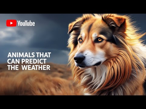 Animals That Predict the Weather: Nature's Secret Forecasters Revealed!