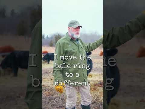 What is Bale Grazing? #shorts #homesteading #homestead #farmstead