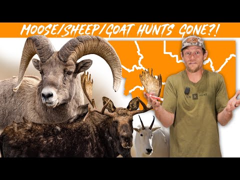 Crisis in Montana: Moose, Bighorn Sheep, and Goat Hunting is disappearing! Wildlife Conservation