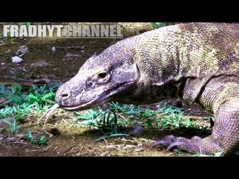 sms KOMODO ke 9818 hanya Rp 1/sms berlaku 11Nov 2011 sebagai pemenang 7 Keajaiban Dunia!
